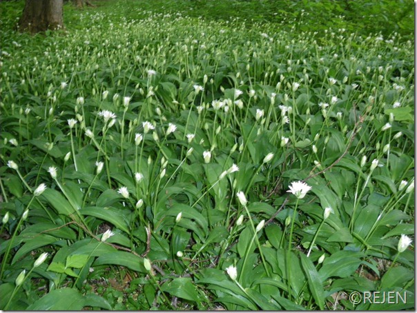 Ramsløg | REJENS BLOG